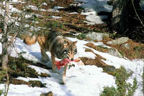 Living Among Wolves: Protecting Wildlife Predators - WORT-FM 89.9