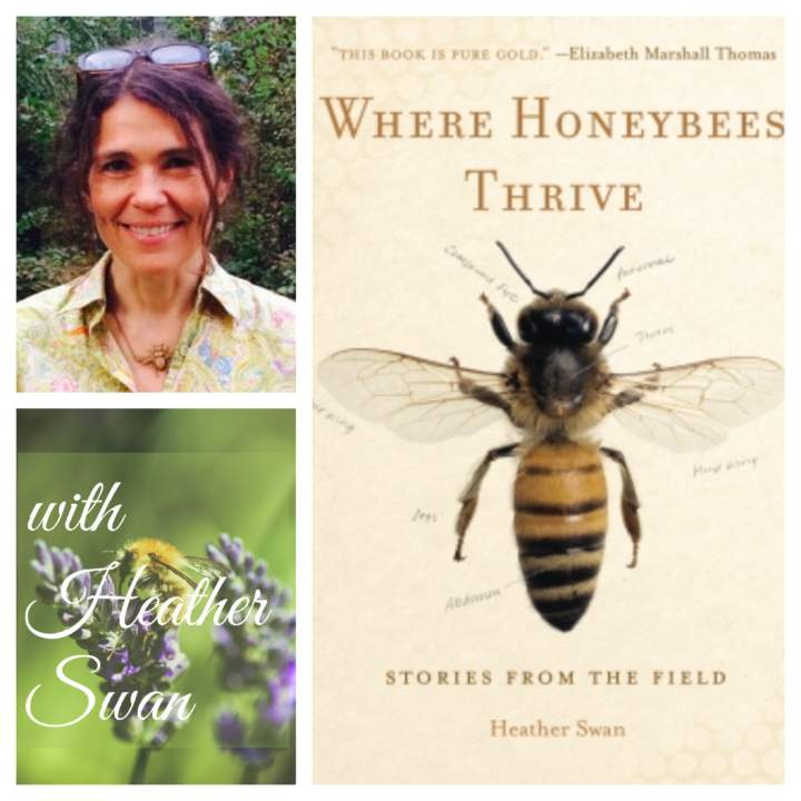 Where Honeybees Thrive with Heather Swan - WORT-FM 89.9