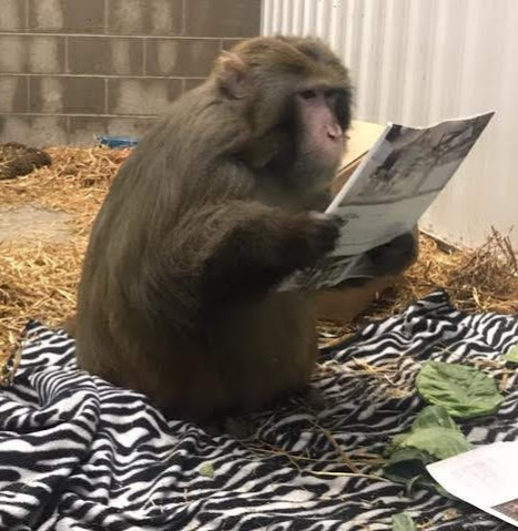 Monkey Time Live, Read All About It!! - WORT-FM 89.9