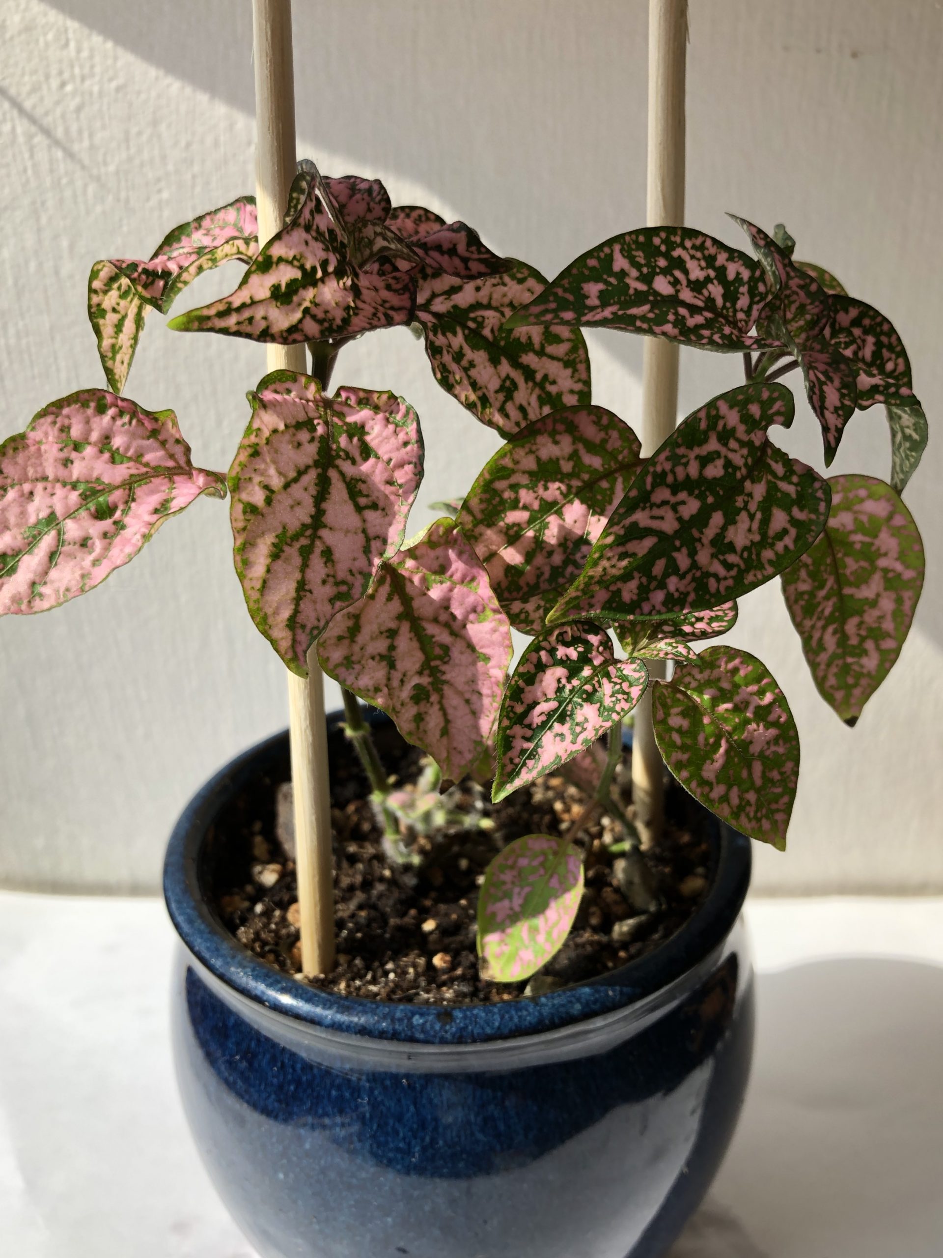 Plants in a Pandemic - WORT-FM 89.9