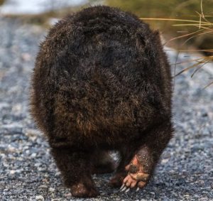 Wombat Butt Stories - WORT-FM 89.9