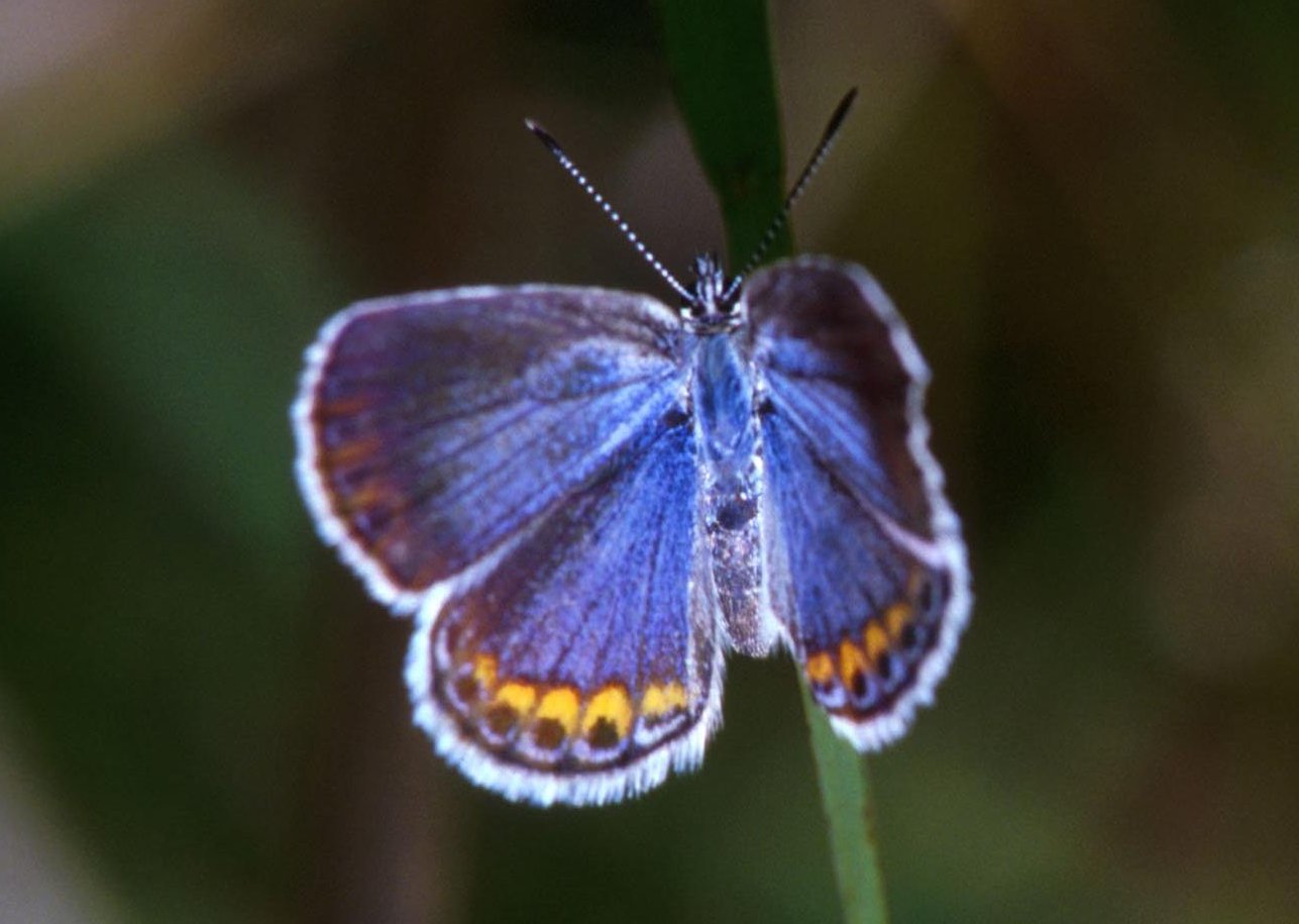 You can help the endangered Karner Blue Butterfly - WORT-FM 89.9