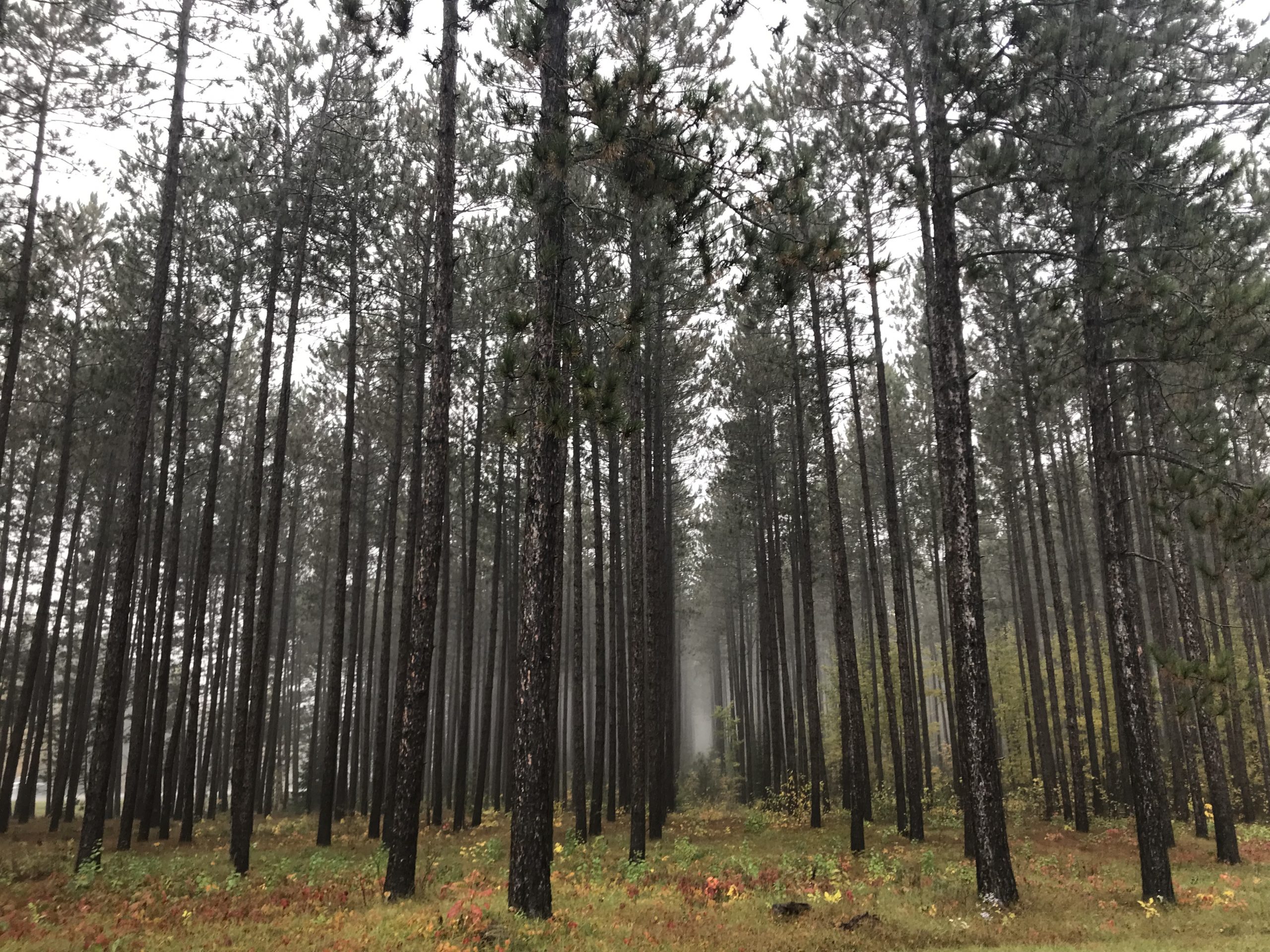 On Earth Day, a pledge to plant more trees - WORT-FM 89.9