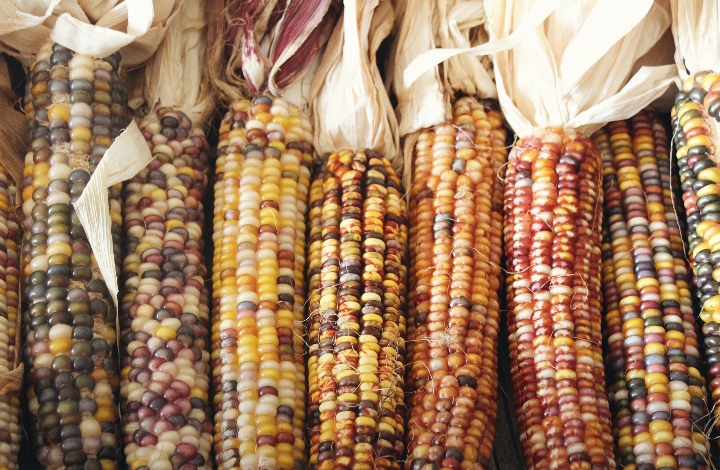 Indigenous Seeds and Food Sovereignty - WORT-FM 89.9