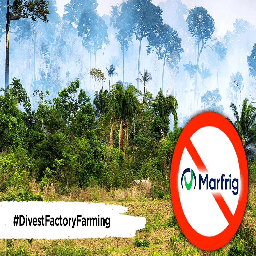 Bank Information Center stops loan to Amazon deforestation giant - WORT ...