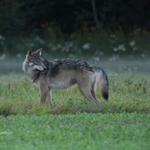 An Informative Discussion About The Future Of Wisconsin's Gray Wolf ...