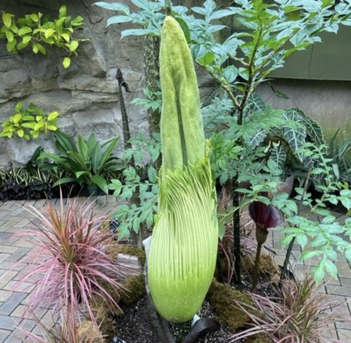Corpse Flower to Bloom Soon at Olbrich Botanical Garden - WORT-FM 89.9