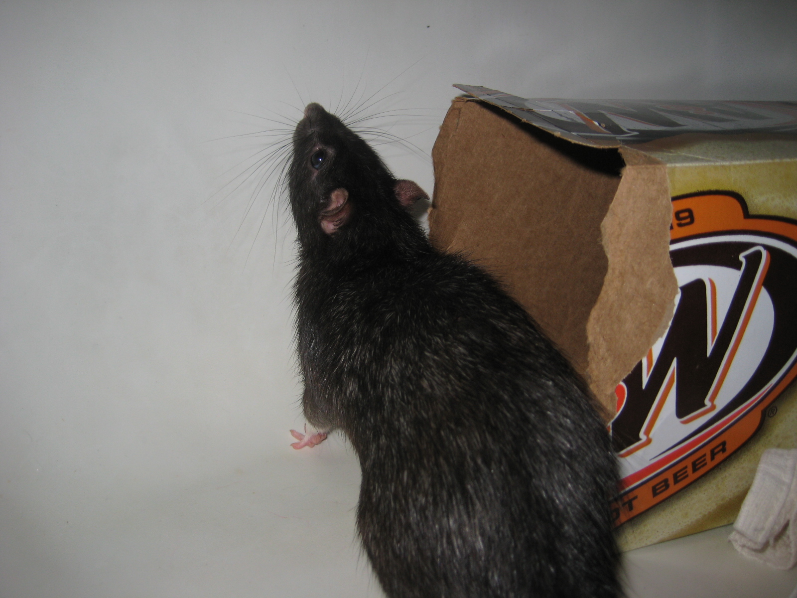 Rats invade Emerson neighborhood in northeast Madison - WORT-FM 89.9