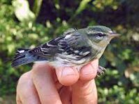 Saving migration for Wisconsin's long distance migratory birds - WORT ...