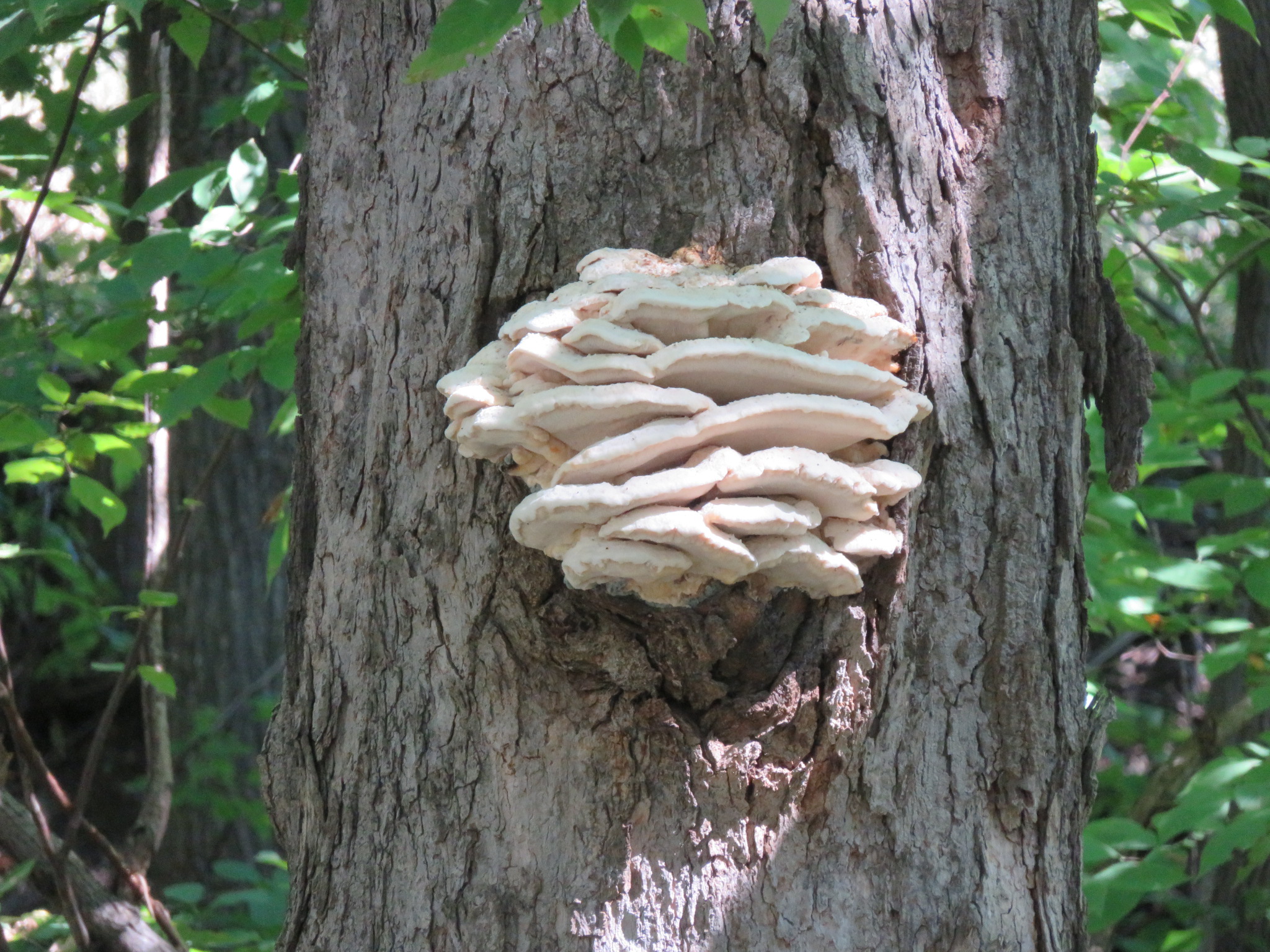 A wood fungus infection, and the reporter who covered it - WORT-FM 89.9