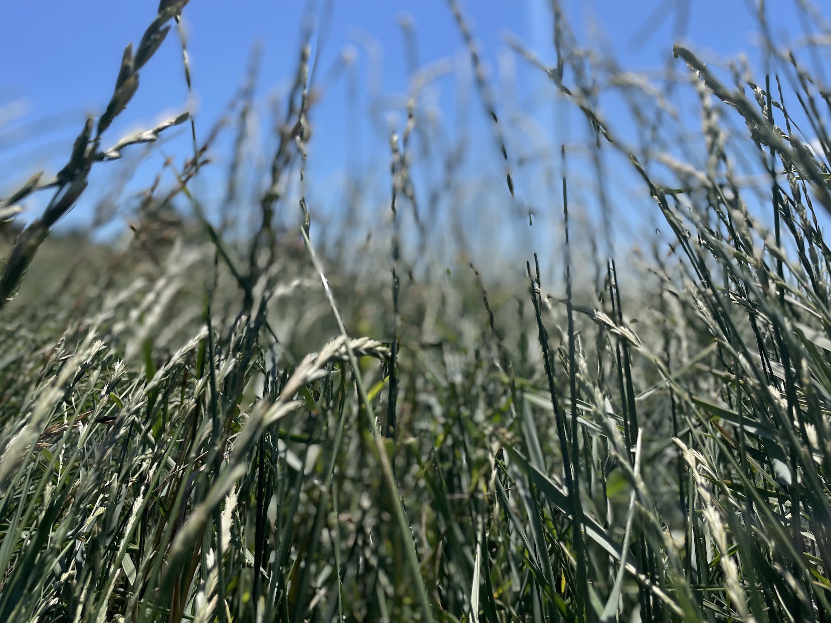 How Kernza® Is Revolutionizing Agronomy and Perennial Agriculture ...