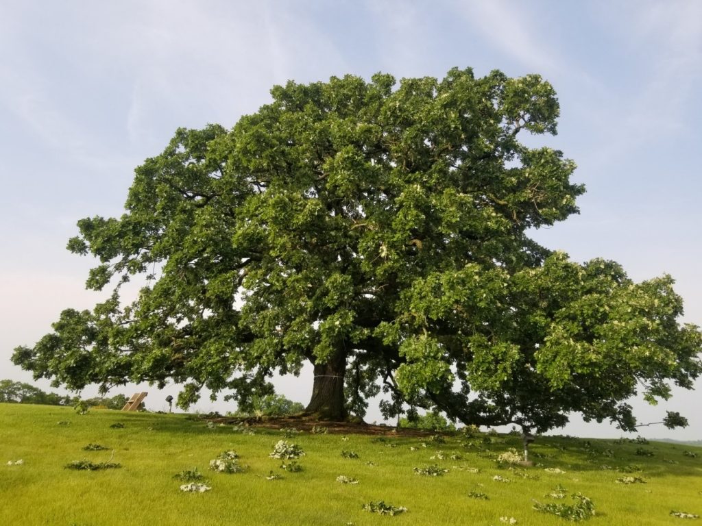 Trees, Drought, and Saving old Oak Genes - WORT-FM 89.9