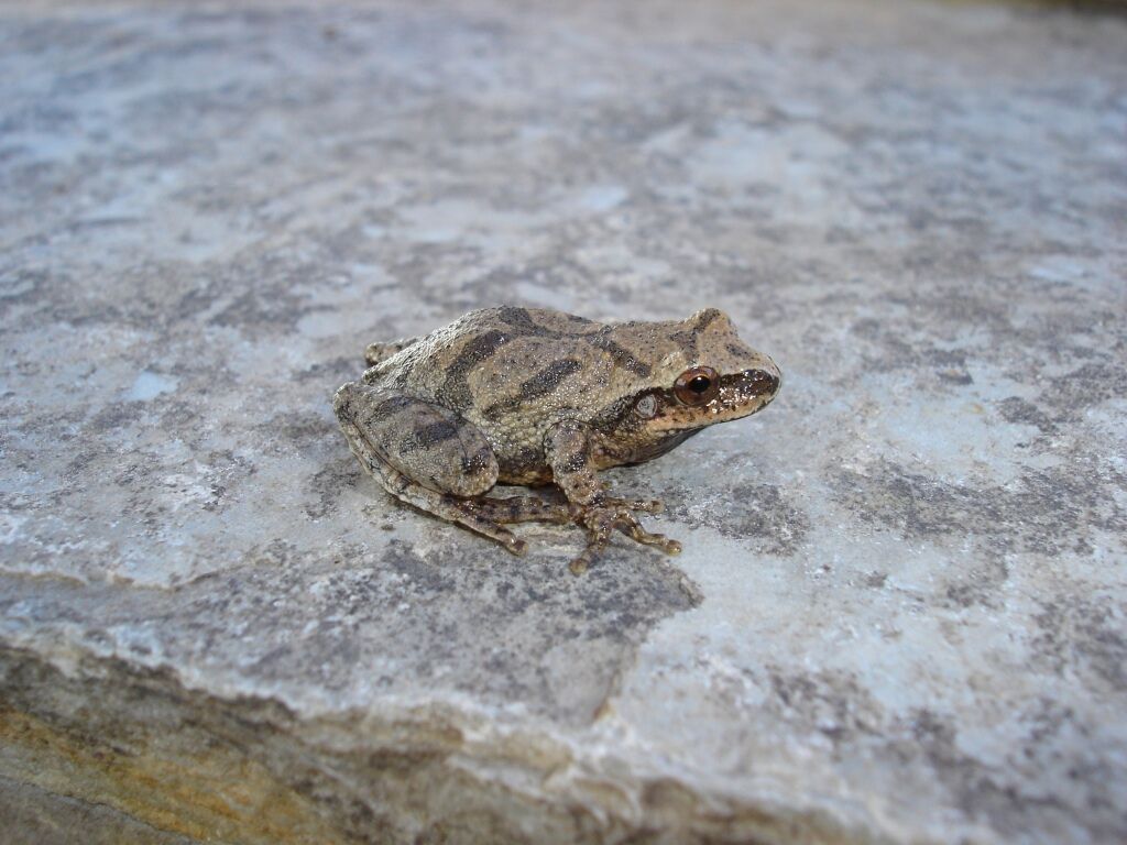 Ride along with The Wisconsin Frog & Toad Survey! - WORT-FM 89.9