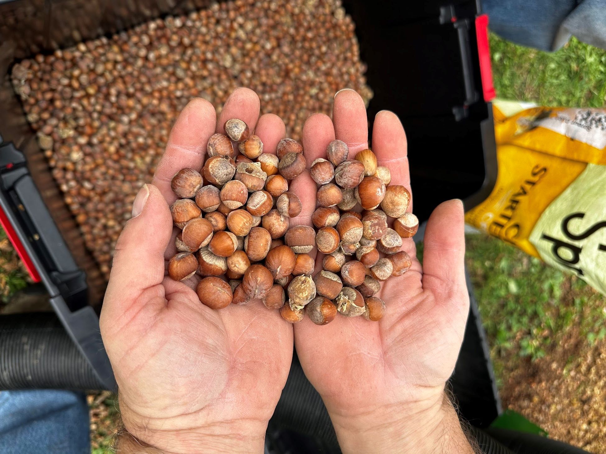 Hazelnut in Wisconsin with Jason Fischbach and Paul Ronsheim - WORT-FM 89.9