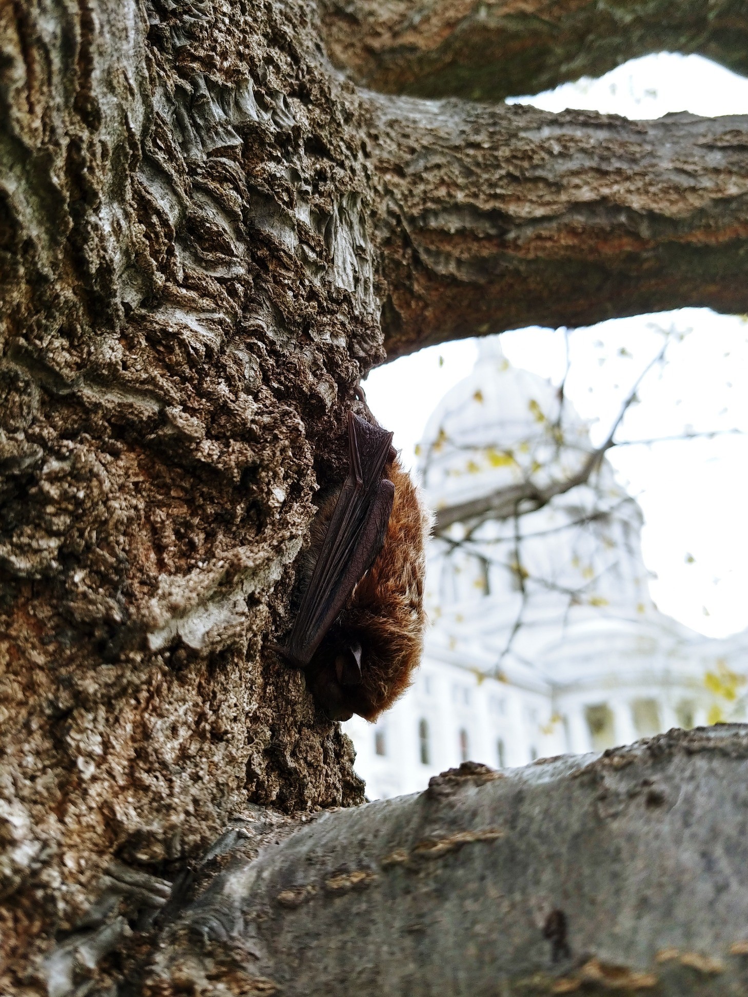 International Bat Week: DNR Scientist Reports on the State of Bats in ...