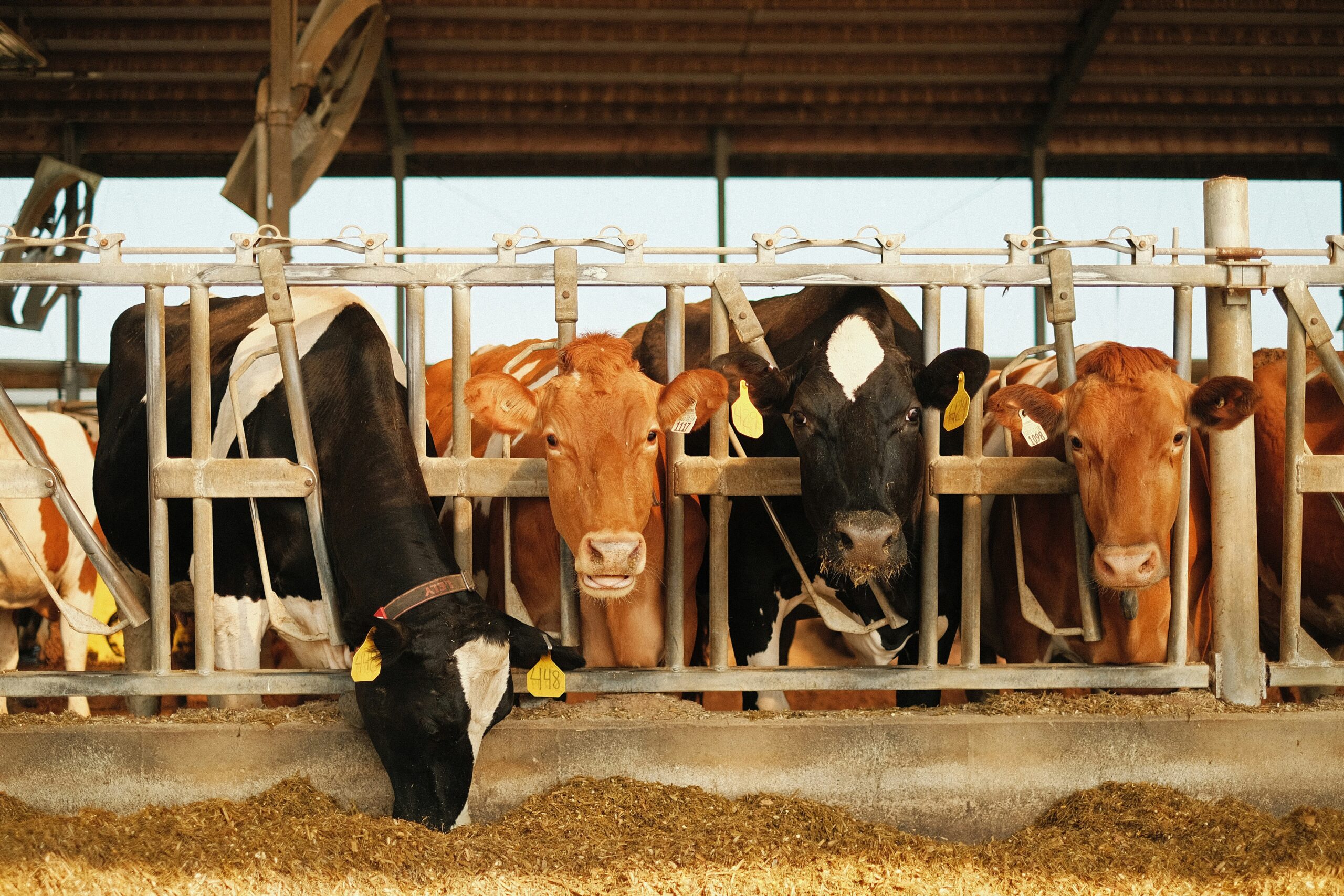 U.S. cattle herd numbers at seventy year low - WORT-FM 89.9