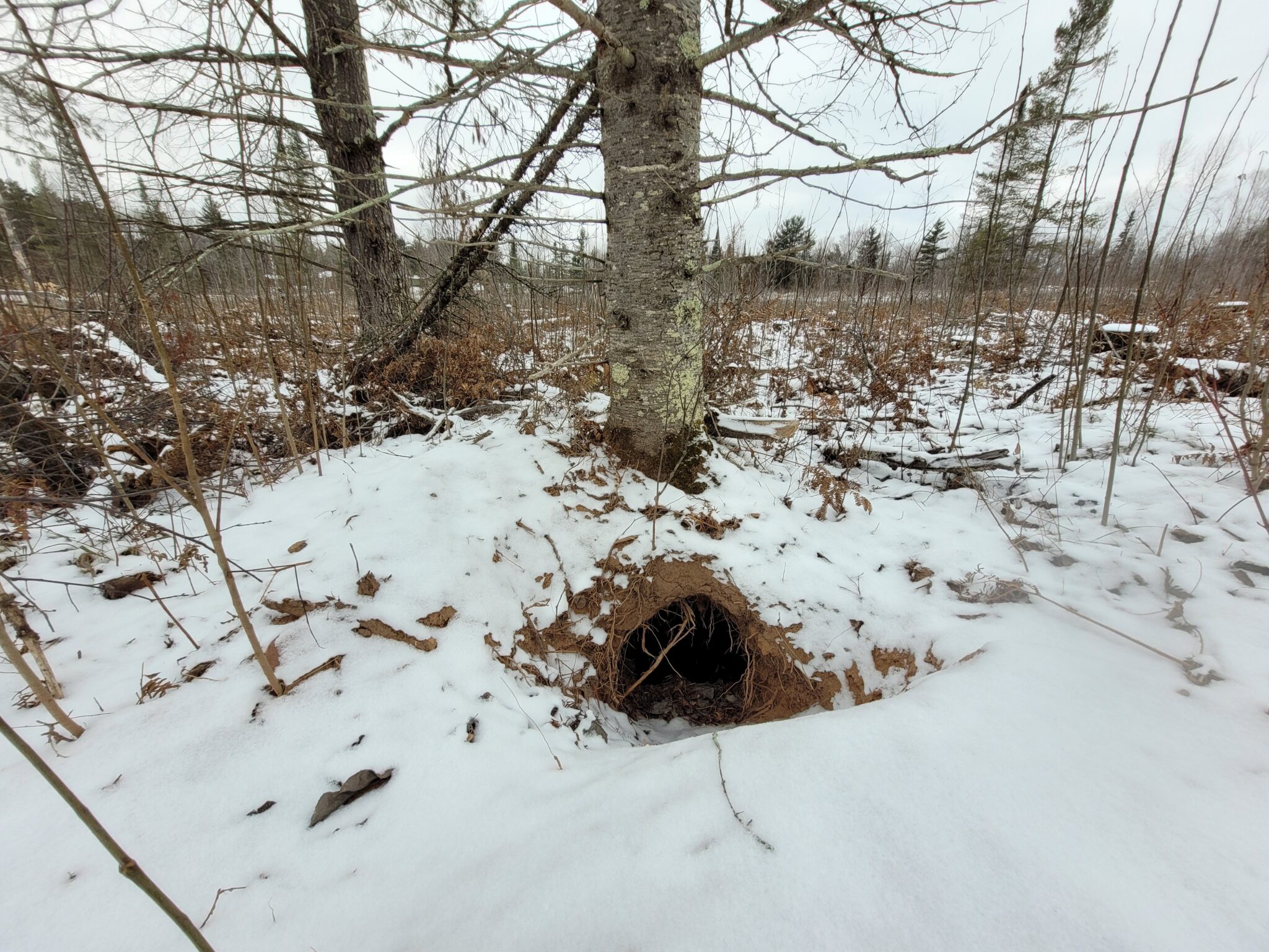 Tracking Bears in Wisconsin - WORT-FM 89.9