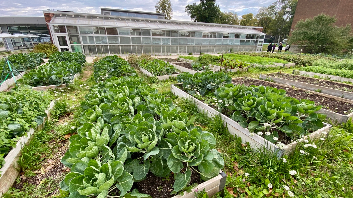 Teaching Kids a Love of Growing Food, Even Okra - WORT-FM 89.9