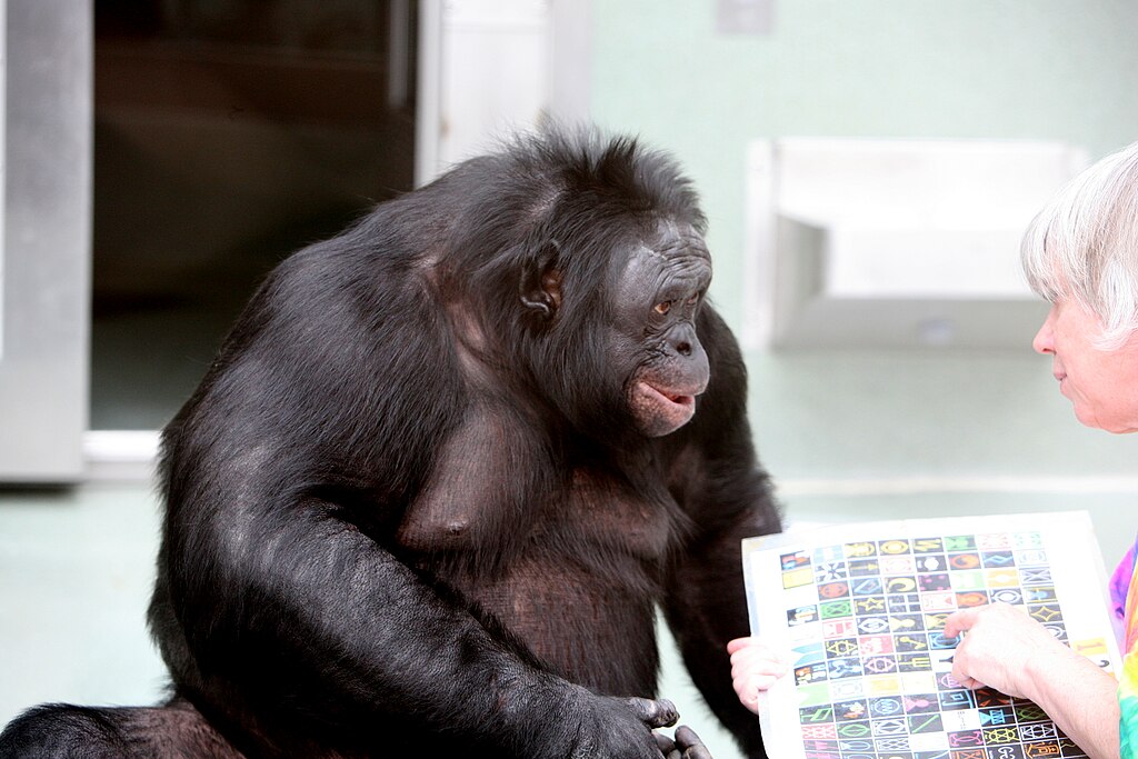 Bonobos' "Make-Believe" Play Challenges Assumptions about Human ...